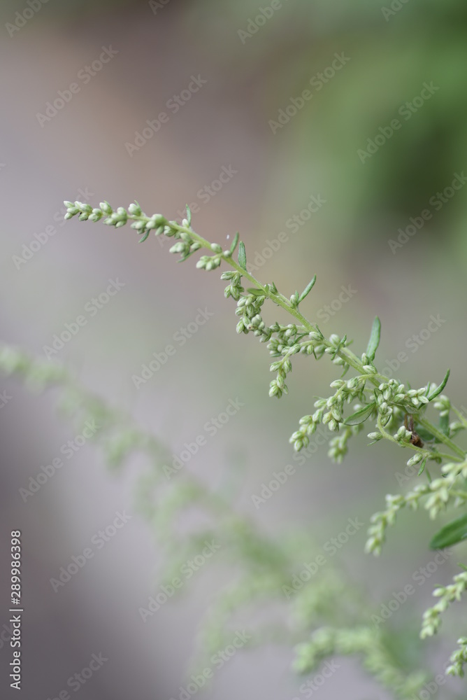 Japanese mugwort flowers / In Japan, the rice cake with the leaves of ...
