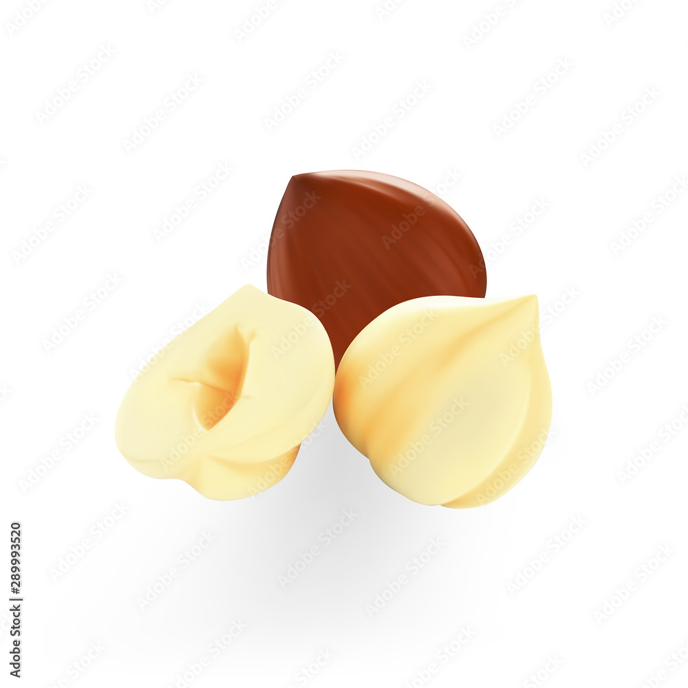 Vector hazelnut kernels isolated on a white background. Realistic ...