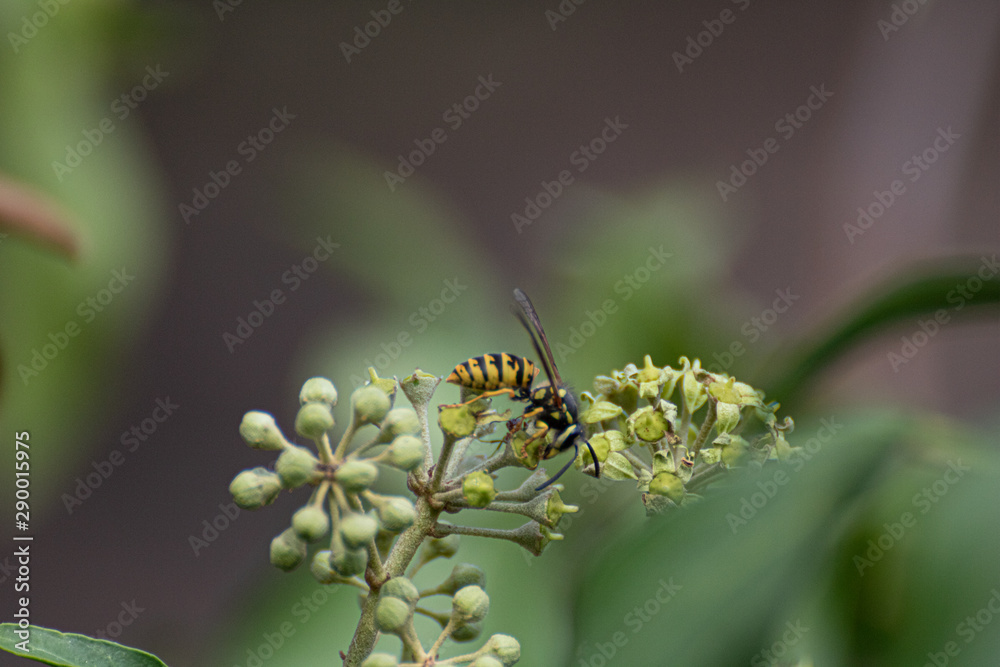 Wespe Natur Insekt Stock Photo | Adobe Stock