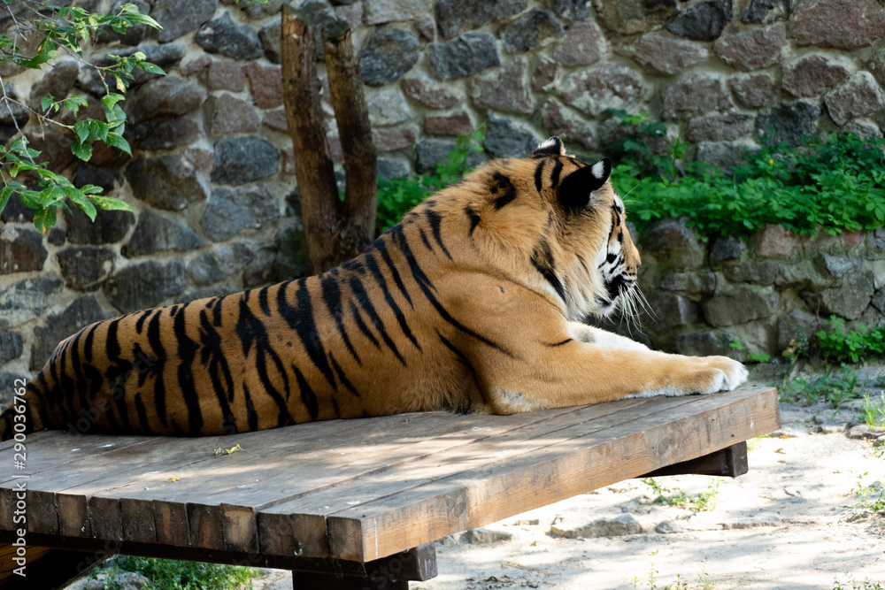 Siberian tiger, also known as the Amur tiger. Stock Photo | Adobe Stock
