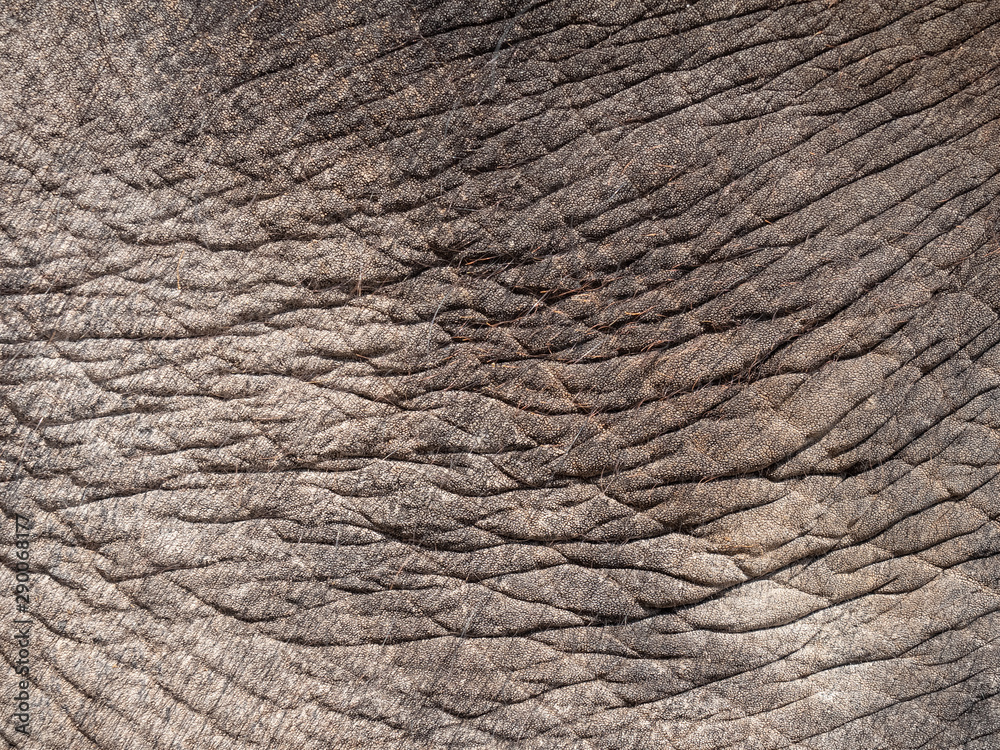 Elephant skin texture for background Stock Photo | Adobe Stock