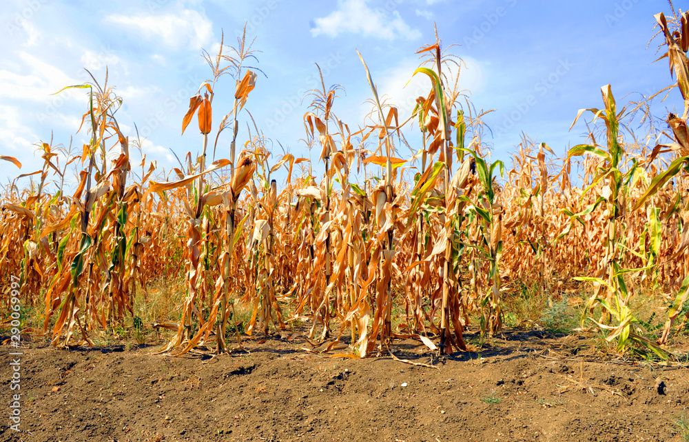Dried corn stalks and cracked earth in hot summer drought at corn field ...