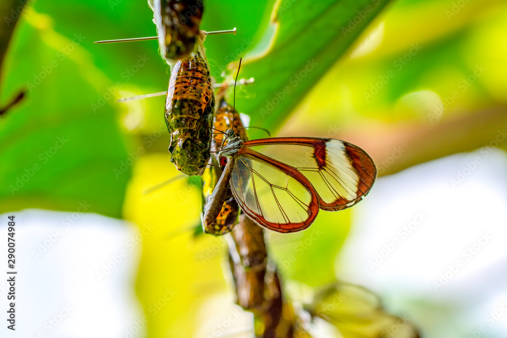 Glasswing Butterfly Chrysalis