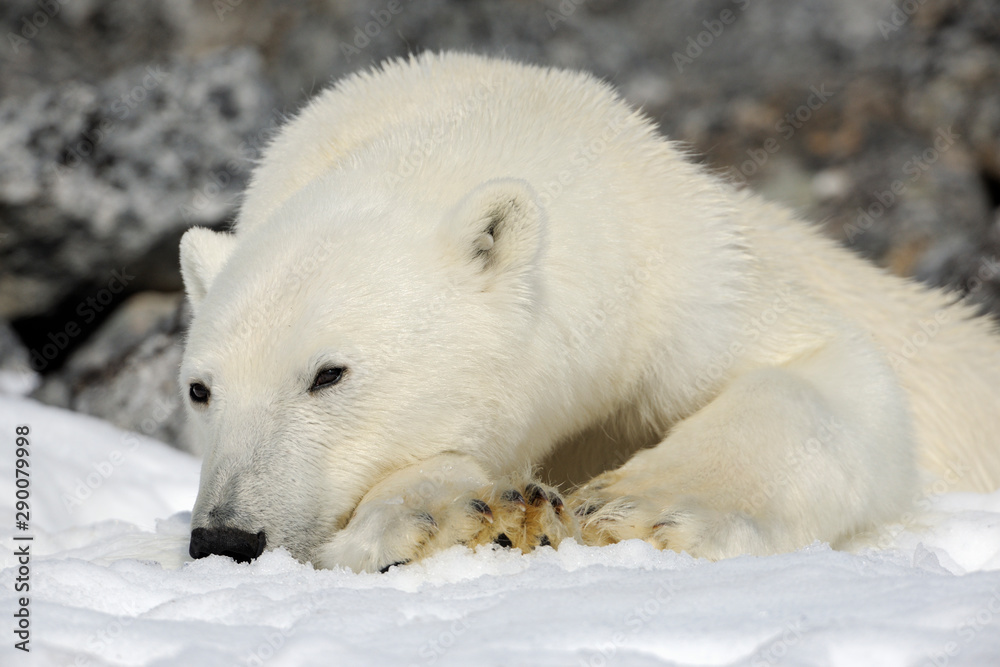 Polar bear lie and rest in the snow Stock Photo | Adobe Stock