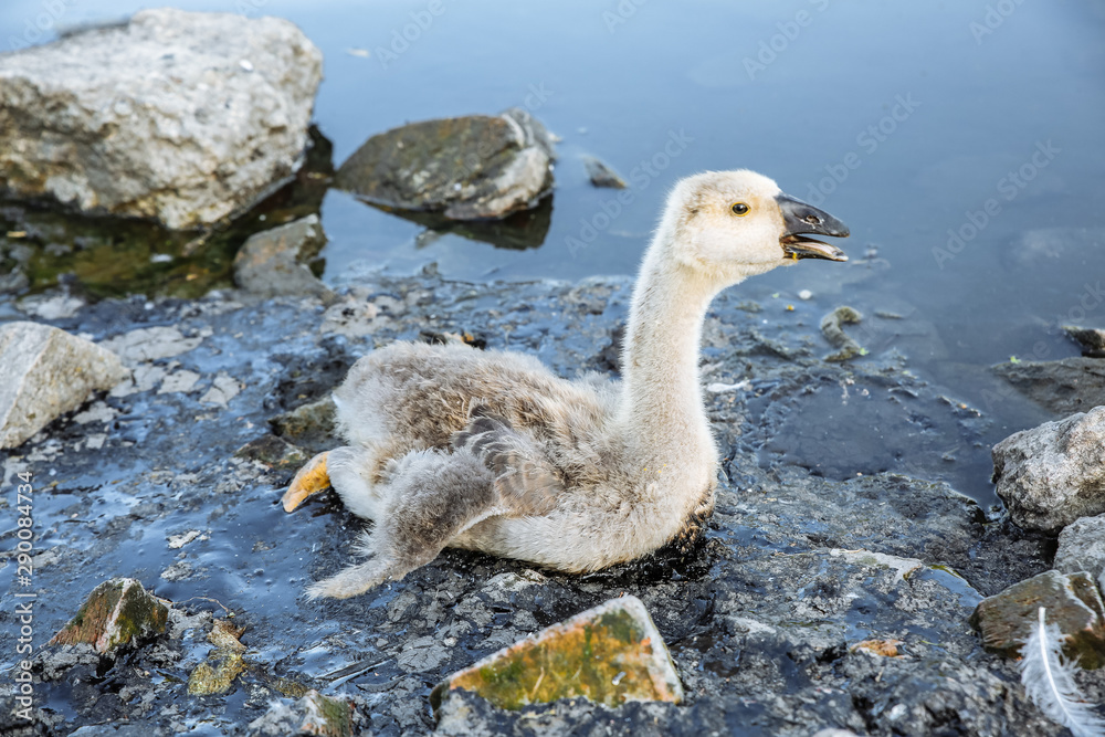 Bird stuck in polluted water with tar. Dying animals in industrial ...