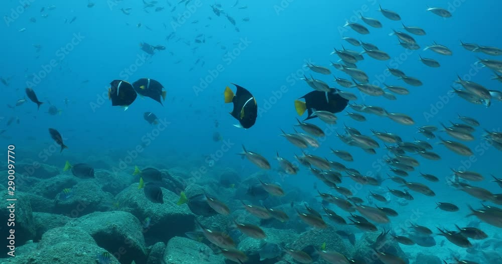 Group of King Angelfish (Holacanthus passer) on the coral reefs of the ...