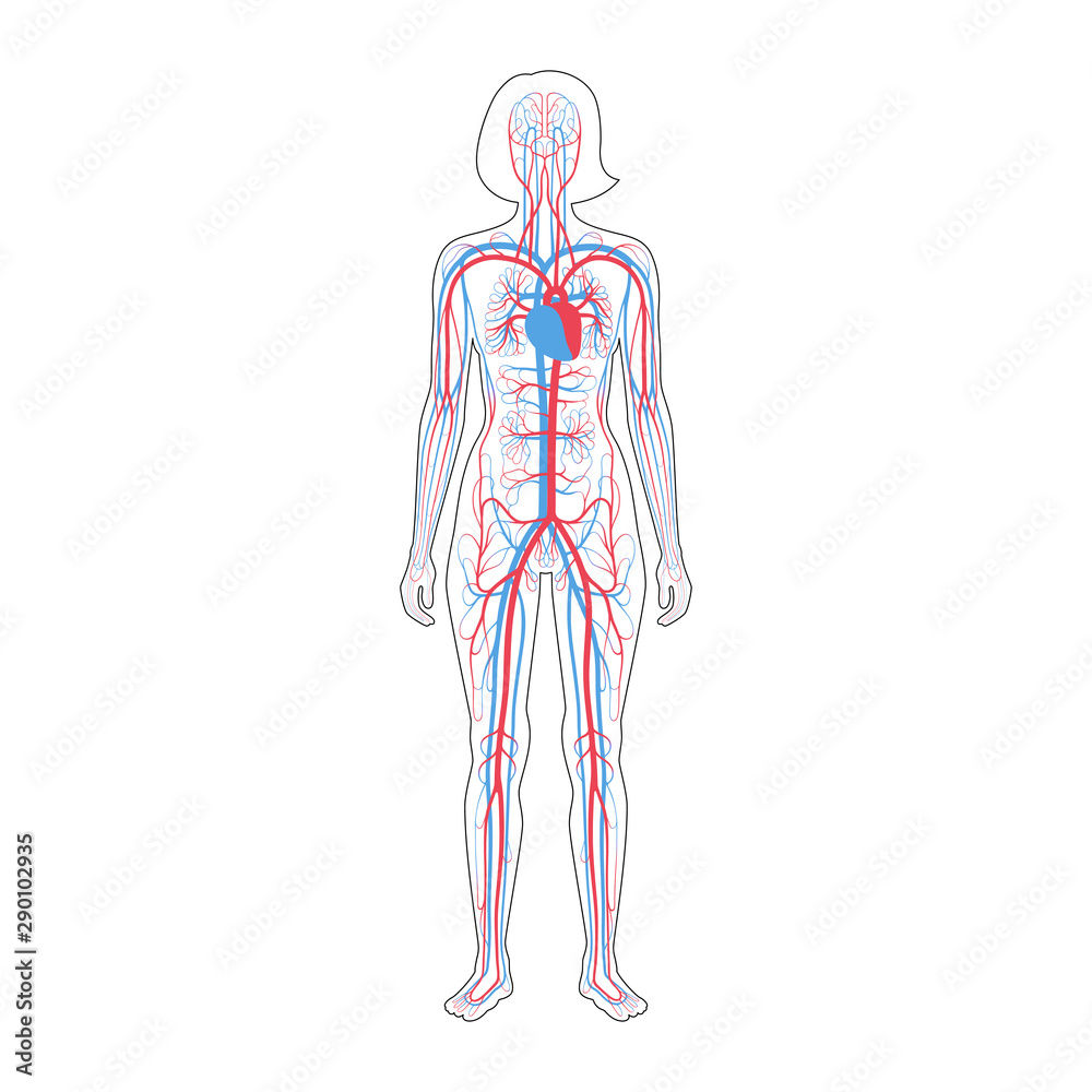 circulatory system anatomy Stock Vector | Adobe Stock