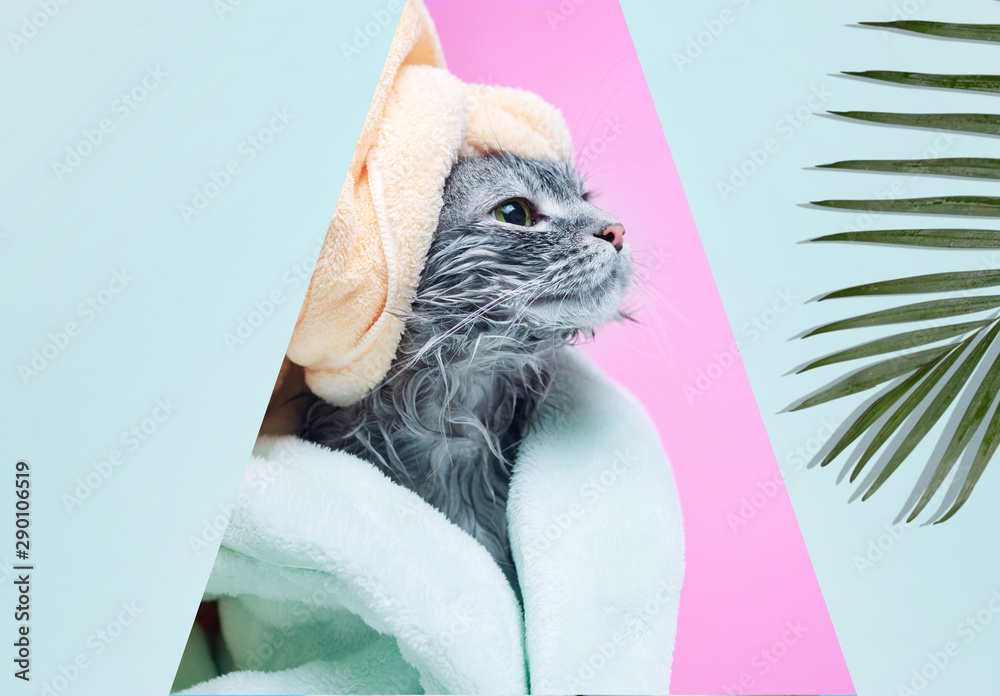 Funny smiling wet gray tabby cute kitten in green bathrobe after bath ...