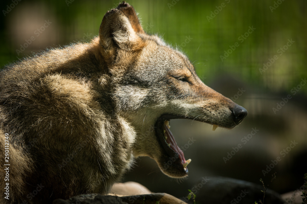 Scary dark gray wolf (Canis lupus) Stock Photo | Adobe Stock