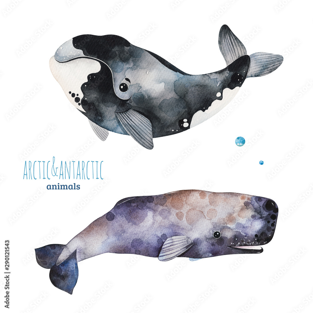 Watercolor set with cute whales.Cartoon arctic and antarctic animals ...