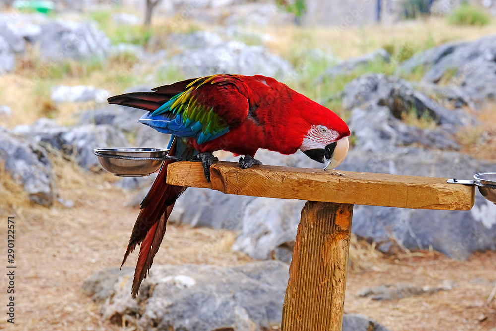 Colorful portrait of red macaw parrot vs jungle. Side view of the head ...