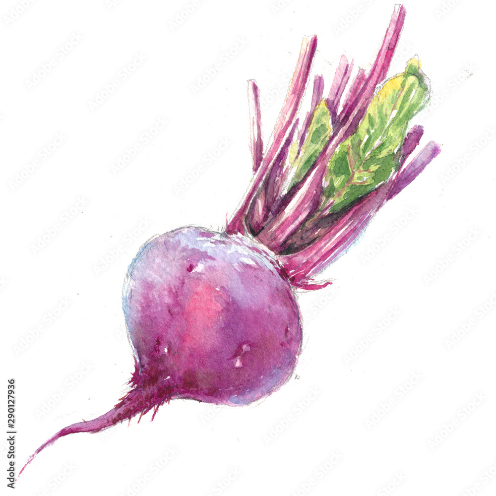 Botanical Drawing Beet