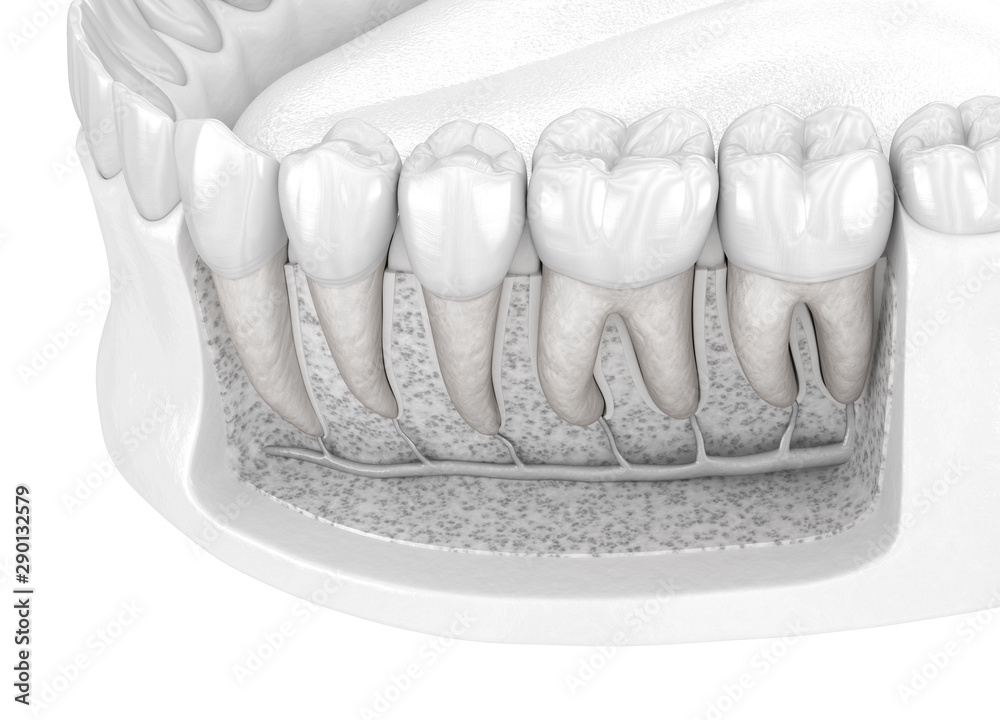 Dental Root anatomy of mandibular human gum and teeth. Medically ...