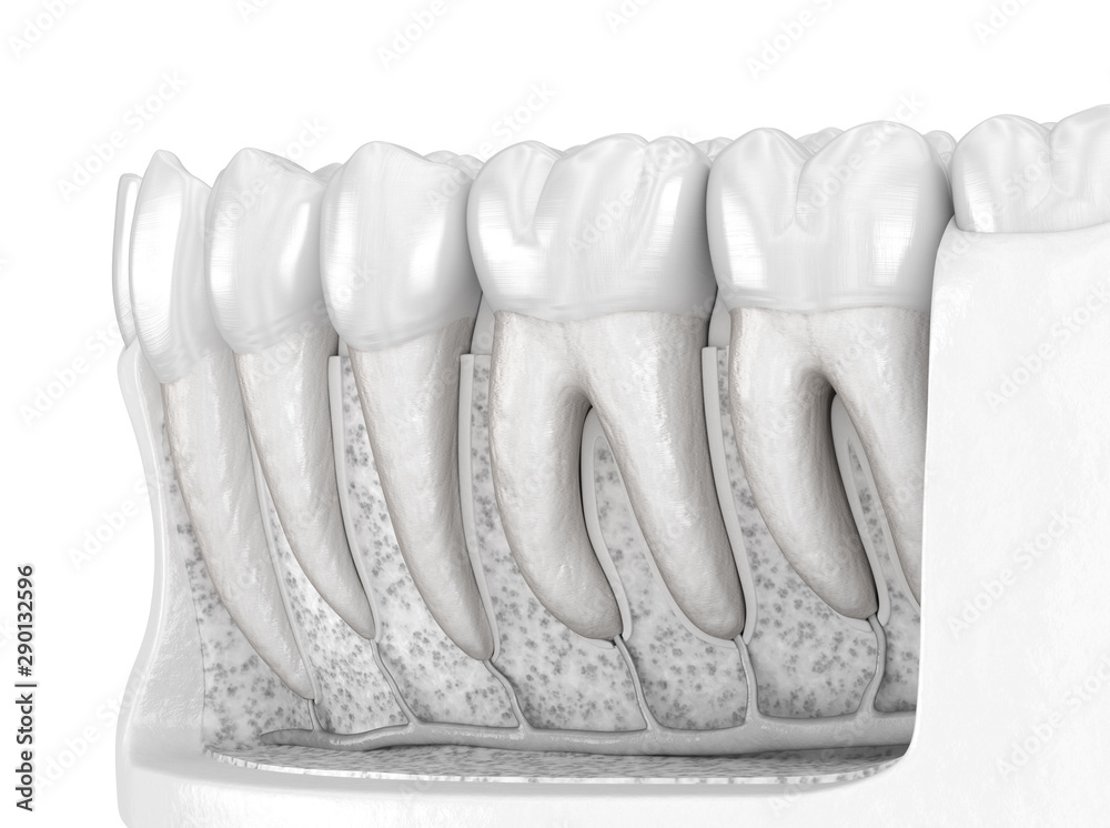 Dental Root anatomy of mandibular human gum and teeth. Medically ...