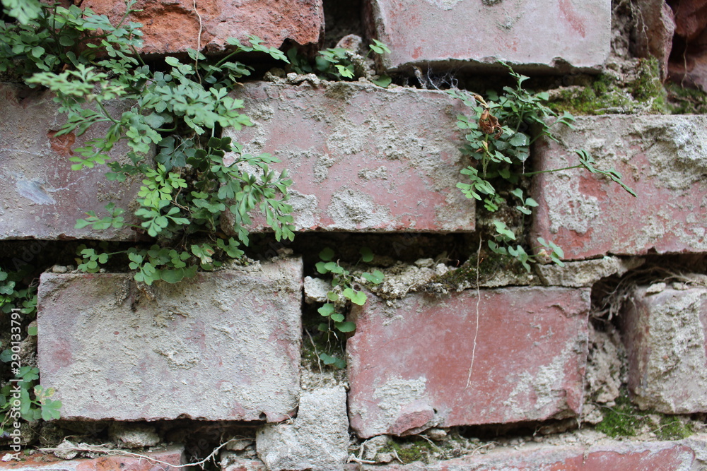 Plants growing in a brick wall and building their own ecosystem Stock ...