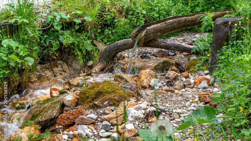 Eine Quelle sprudelt inmitten von wilden Pflanzen Stock-Foto | Adobe Stock