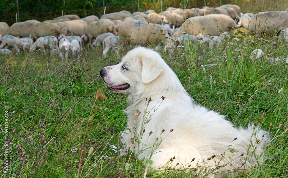 Great Pyrenees Dog Pyrenean Mountain Dog Adult Laying Grass, 43% OFF