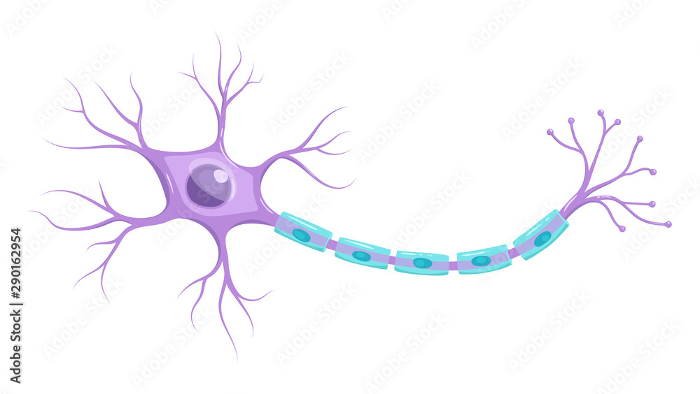 Illustration of neuron anatomy. Vector infographic (nerve cell axon and ...