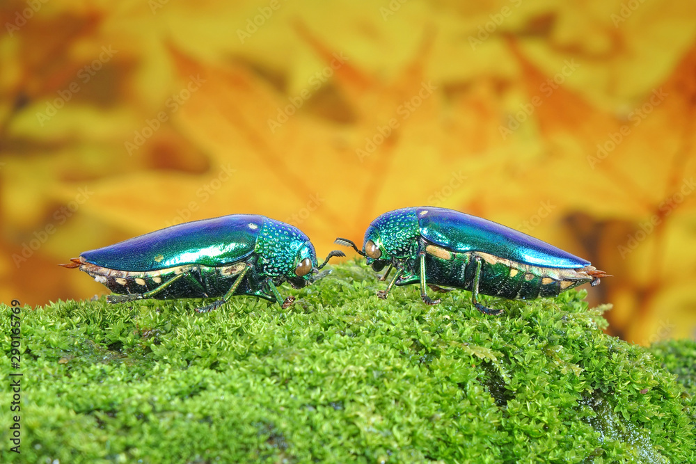 Most Beautiful Beetles