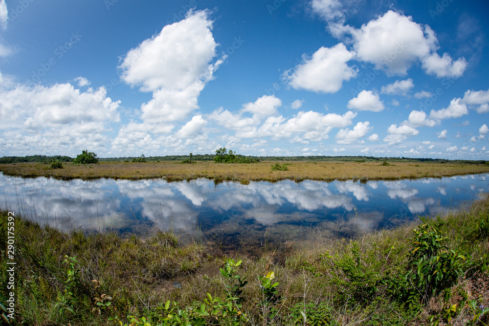 Caños y humedales en las tierras de Puerto Inirida _ Guainia _ Colombia ...