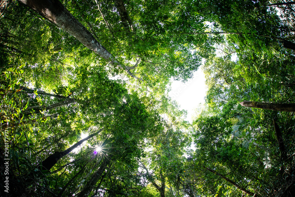 Bosques y humedales cerca a Puerto inirida Guainia _ Colombia Stock ...