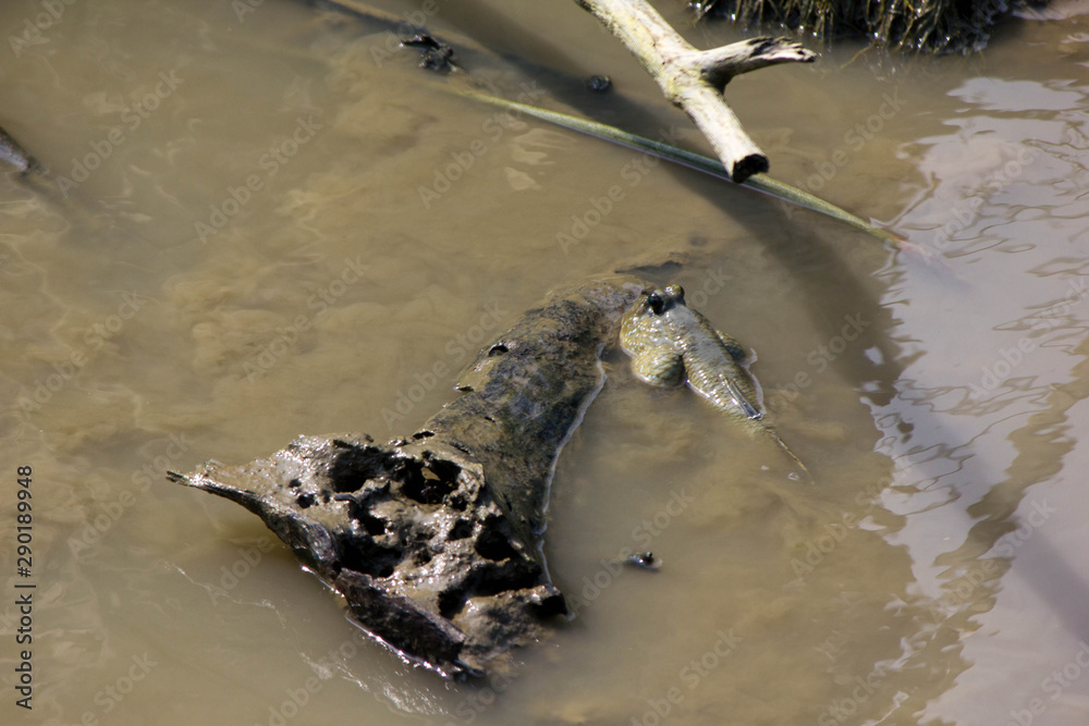 Mudskipper or Amphibious fish in the mud, Malaysia, Asia Stock Photo ...