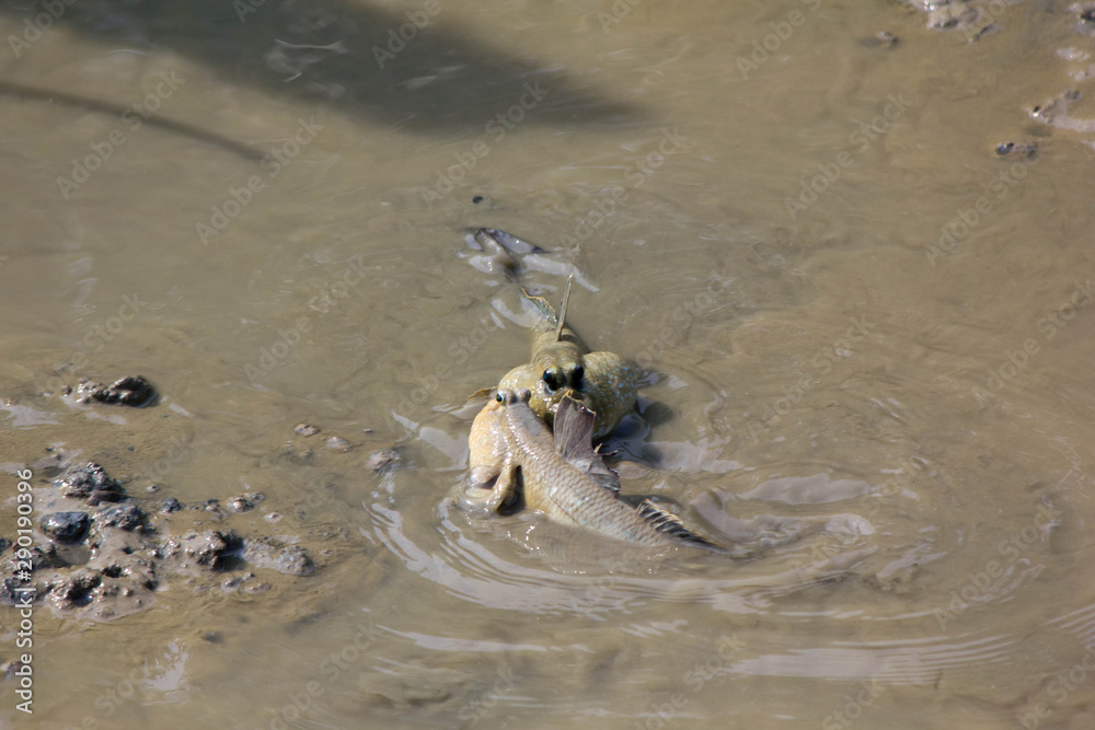 Mudskipper or Amphibious fish in the mud, Malaysia, Asia Stock Photo ...