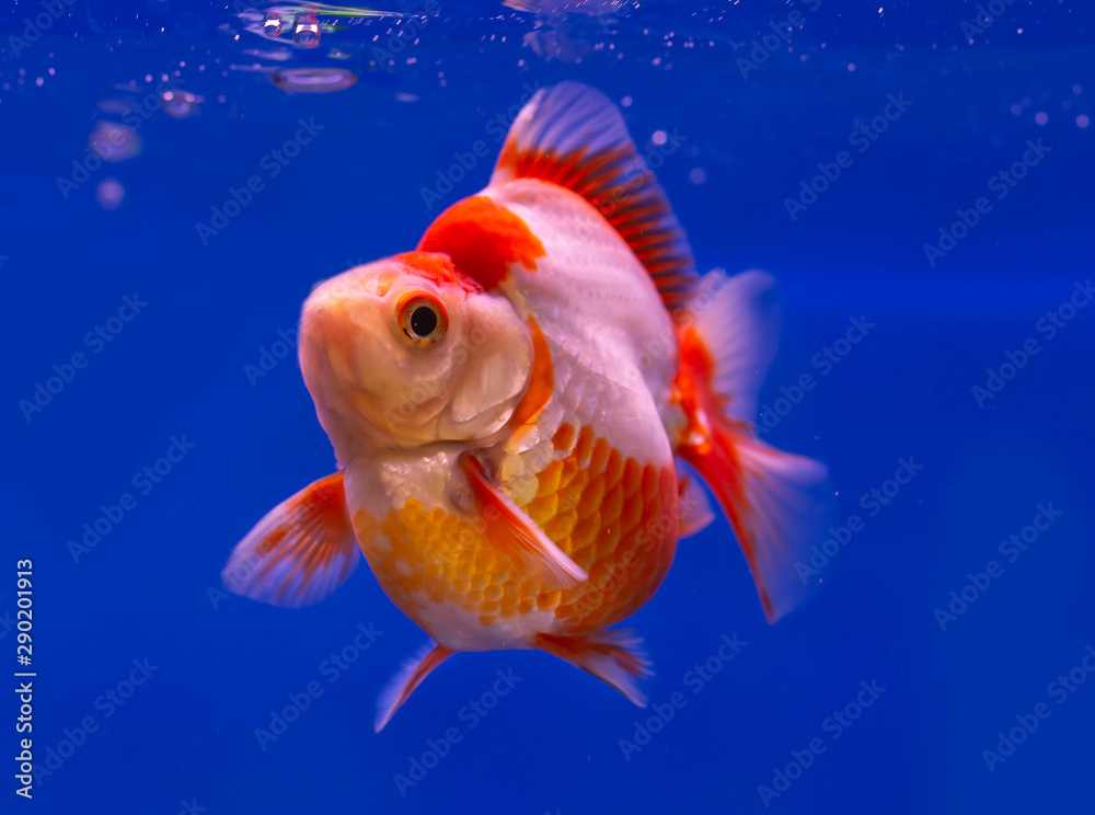 Red Ryukin Goldfish