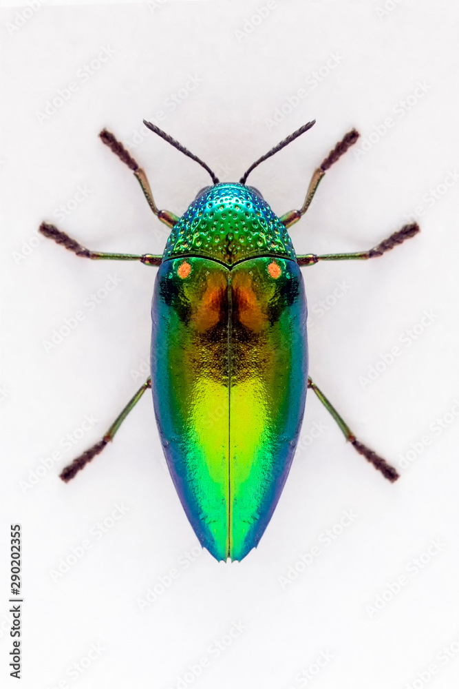 Jewel Beetle