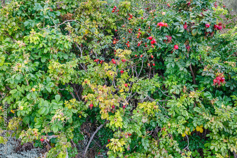Arbustos espinosos de rosa rugosa y rosa canina con frutos rojos ...