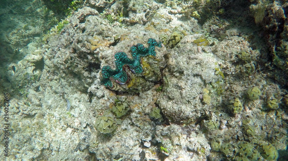 Giant turquoise tiger clam at a coral reef in Watamu, Kenya Stock Photo ...