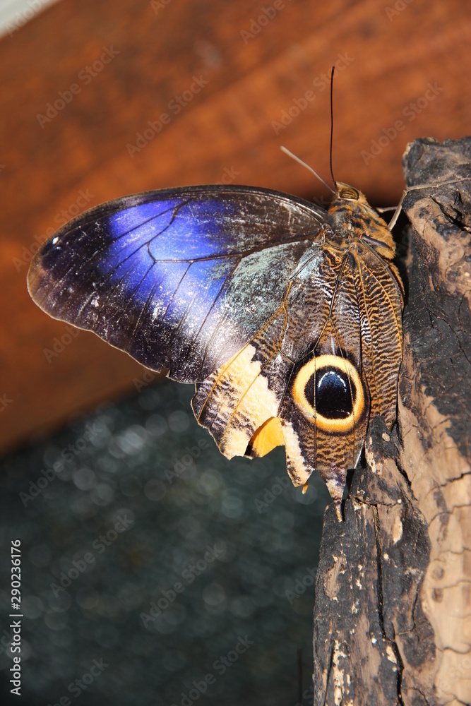 Butterfly with open wings, beautiful winged insects, cocoons of ...