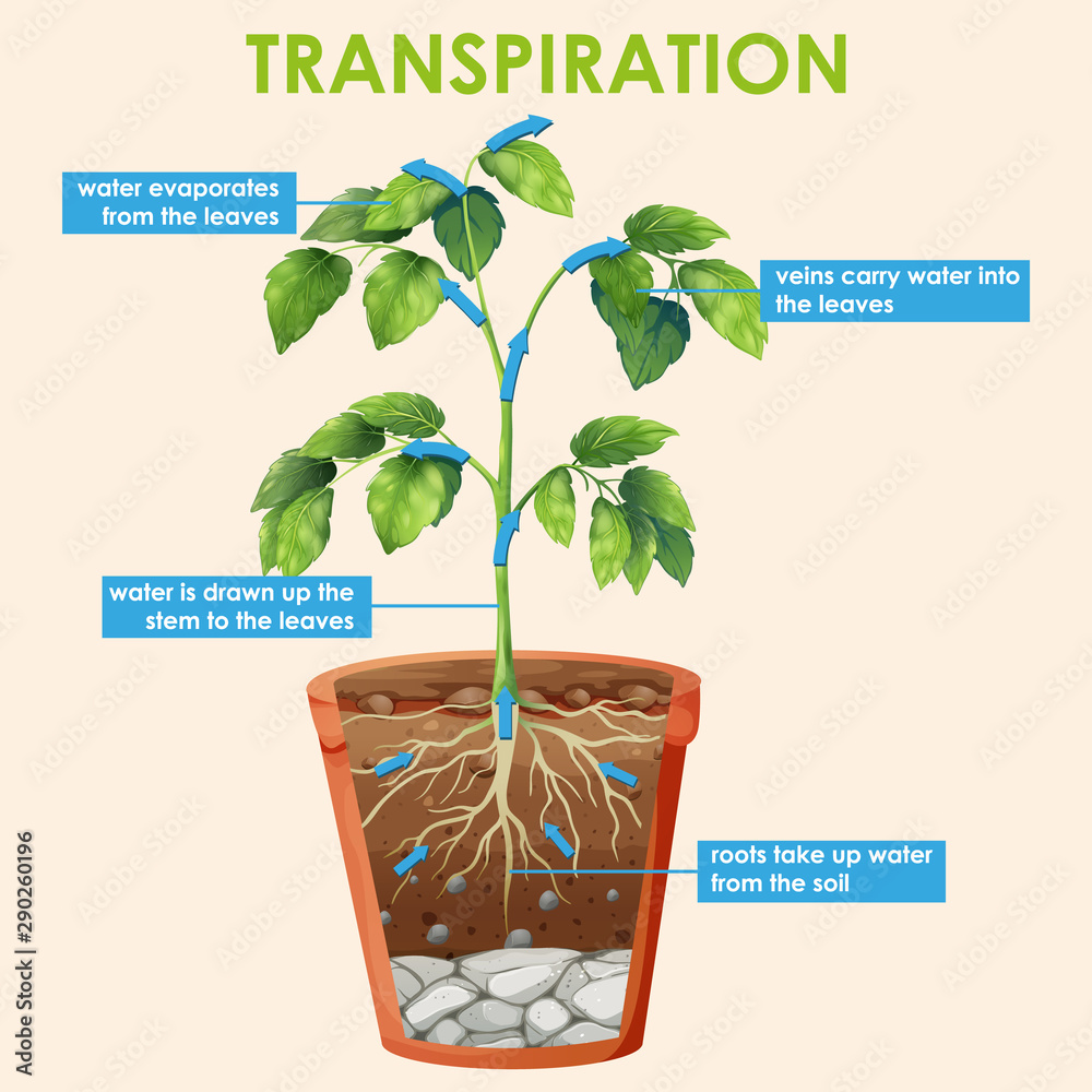 Photo & Art Print Diagram showing transpiration of plant, blueringmedia