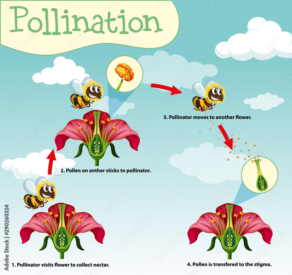 Diagram showing pollination with bee and flowers Stock Vector | Adobe Stock