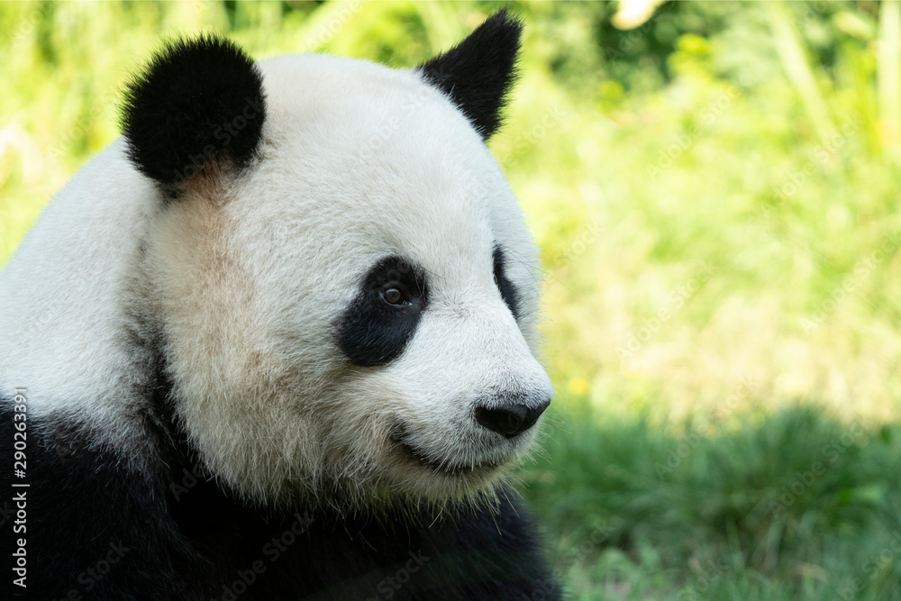 Giant Panda Face