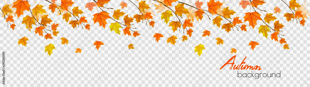 Nature autumn panorama with colorful leaves and raindrops on ...