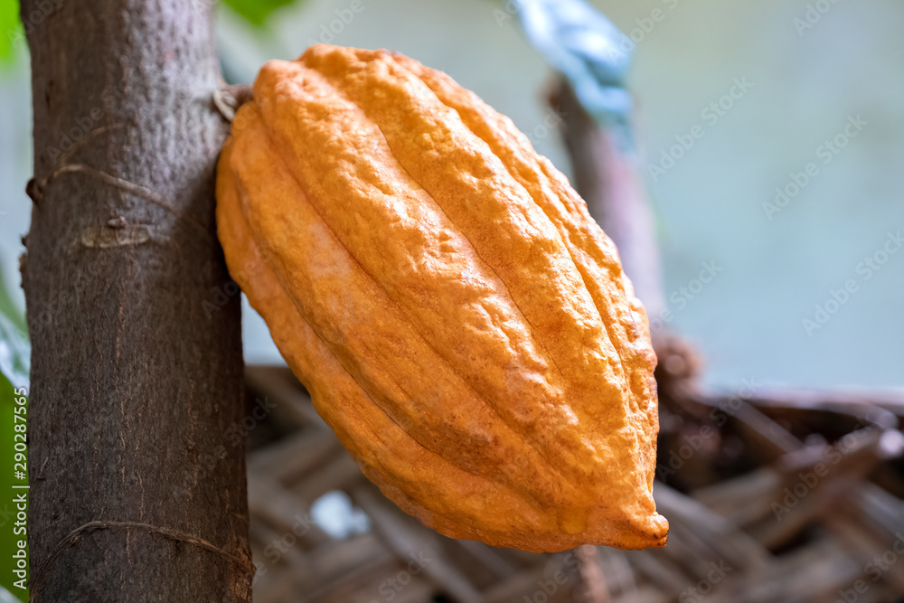 Coco (chocolate tree), Theobroma cacao in Sri Lanka Stock Photo | Adobe ...
