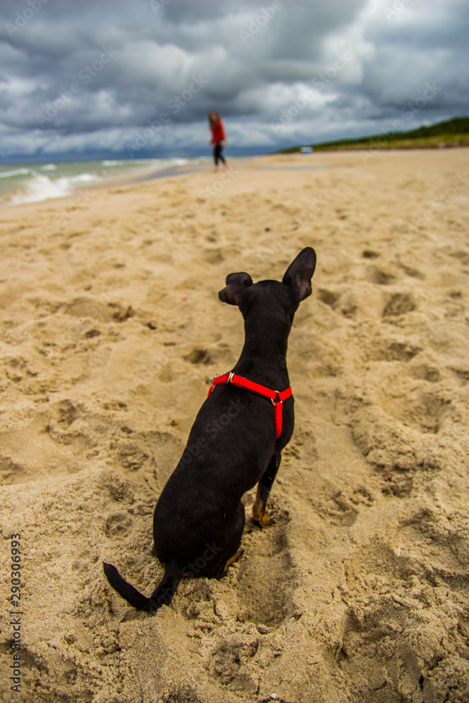 Piesek pinczer miniaturowy ratlerek bawi się na plaży nad morzem Stock ...