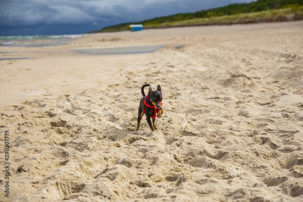 Piesek pinczer miniaturowy ratlerek bawi się na plaży nad morzem Stock ...