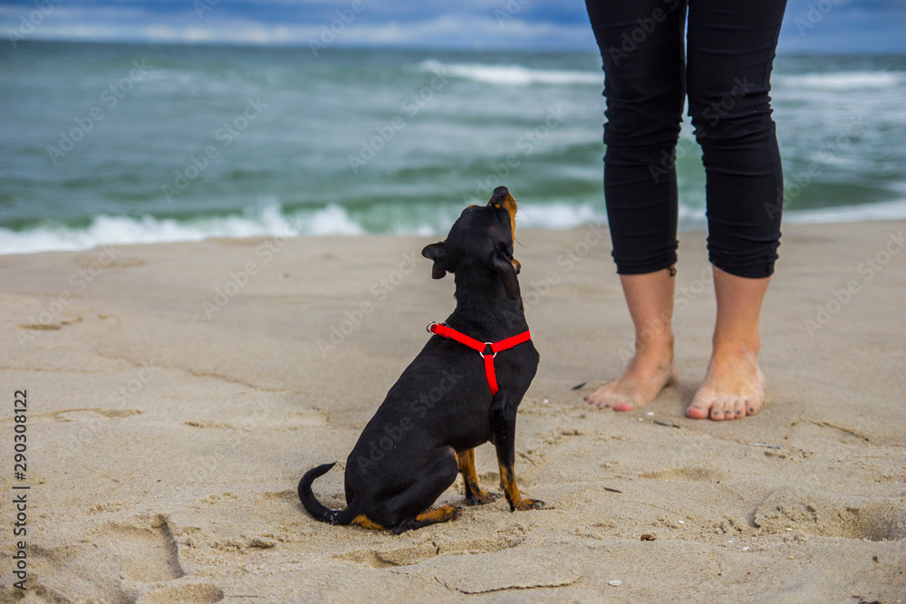 Piesek pinczer miniaturowy ratlerek bawi się z młodą dziewczyną na ...