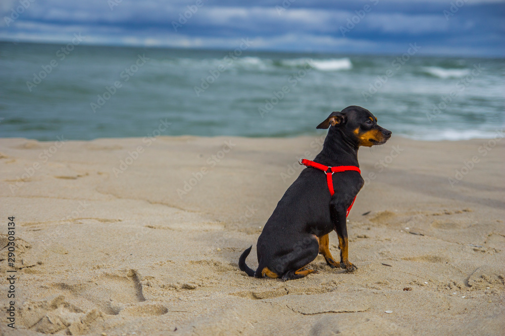 Piesek pinczer miniaturowy ratlerek na plaży nad morzem Stock Photo ...