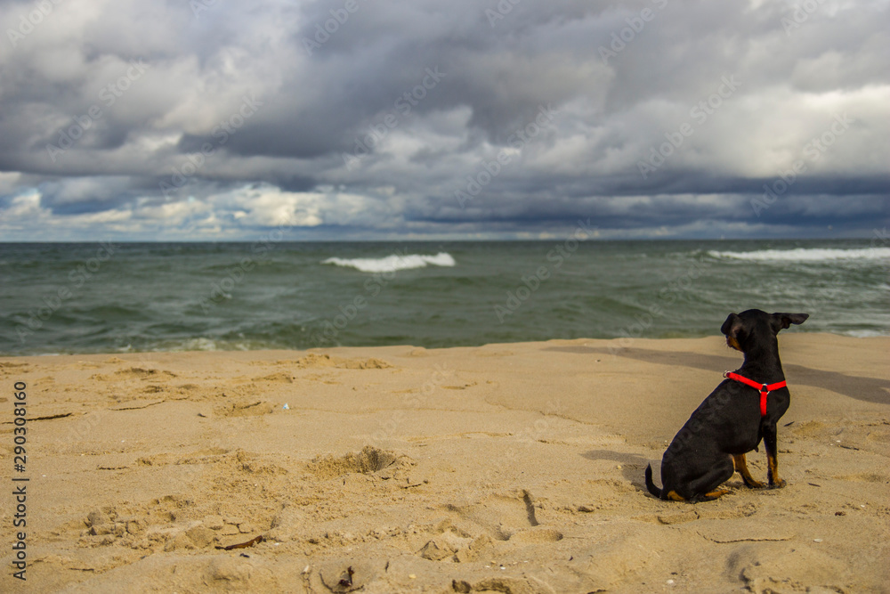 Foto de Piesek pinczer miniaturowy ratlerek na plaży nad morzem do ...