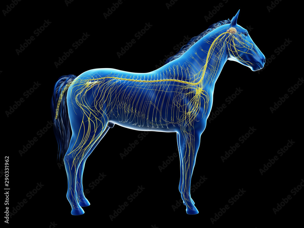 3d rendered anatomy of the equine anatomy - the nervous system Stock ...