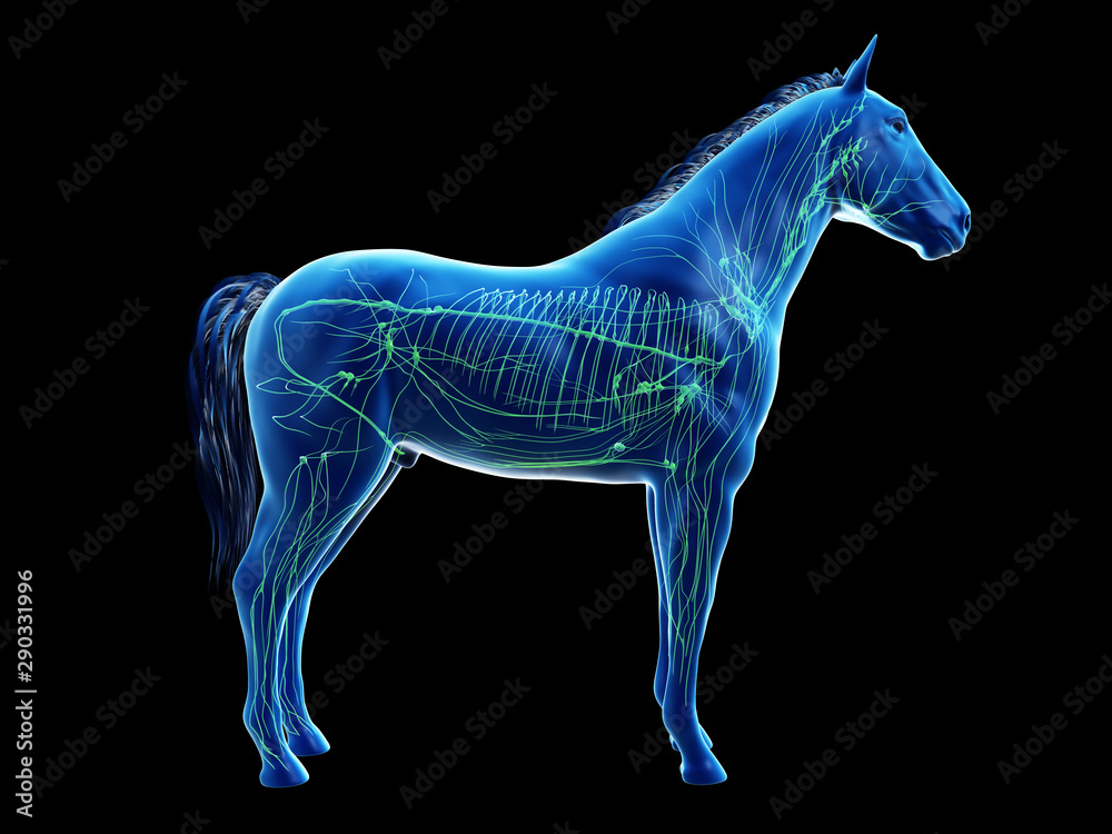 3d rendered anatomy of the equine anatomy - the lymphatic system Stock ...
