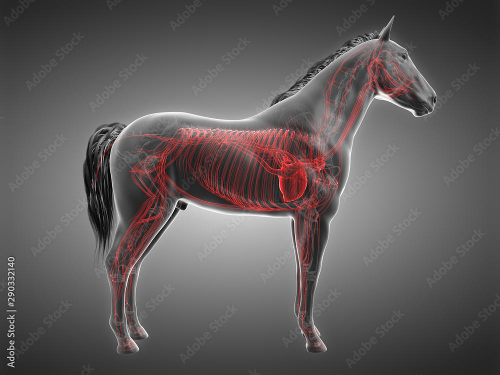 3d rendered anatomy of the equine anatomy - the vascular system Stock ...