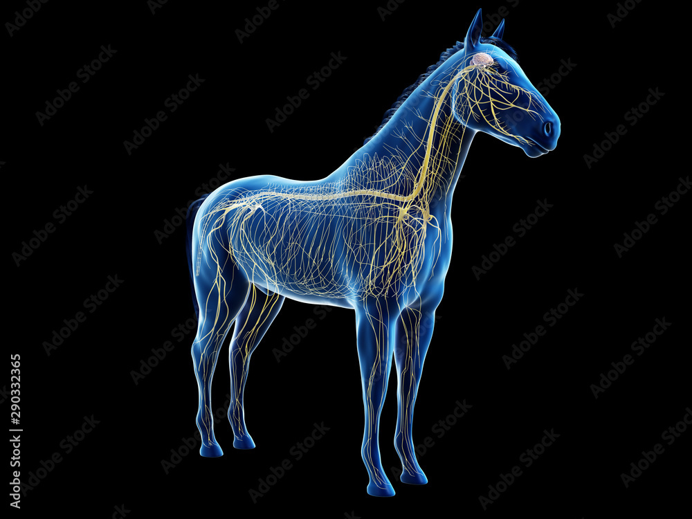 3d rendered anatomy of the equine anatomy - the nervous system Stock ...
