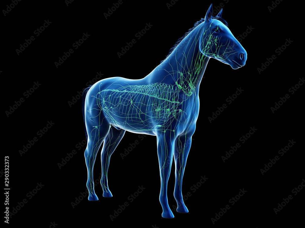 3d rendered anatomy of the equine anatomy - the lymphatic system Stock ...