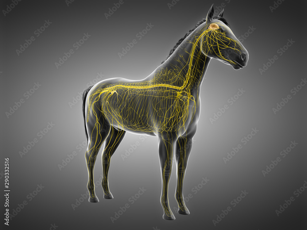 3d rendered anatomy of the equine anatomy - the nervous system Stock ...