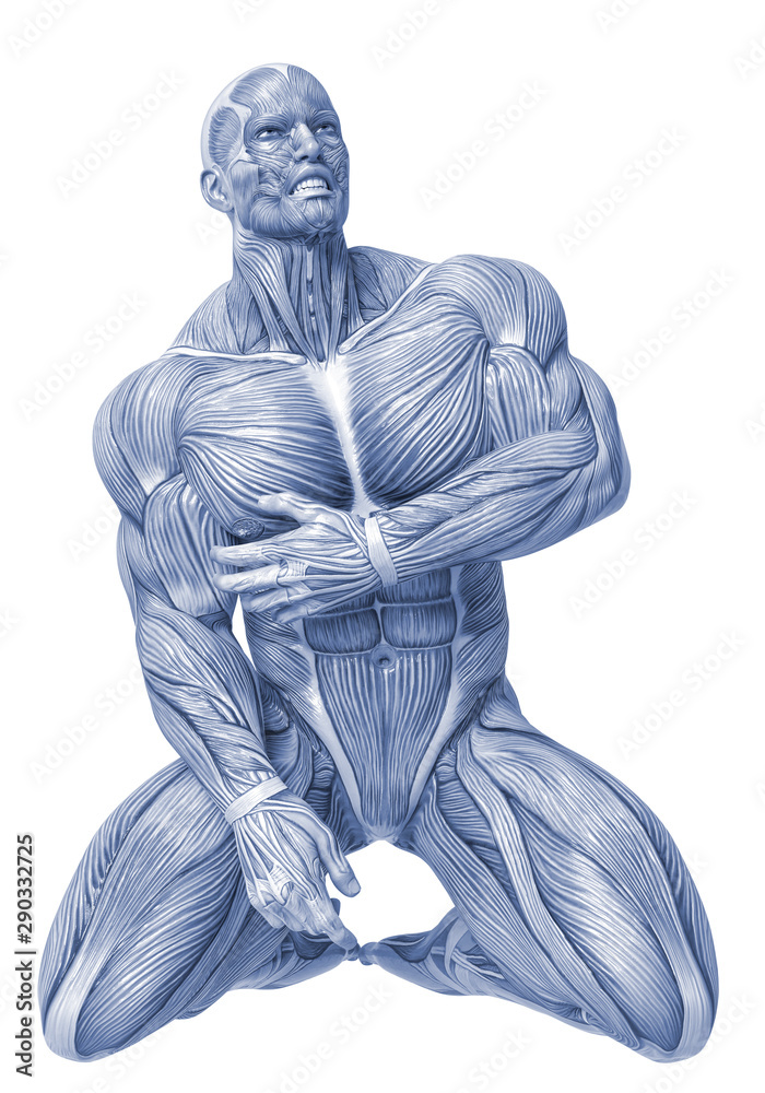 muscle man anatomy in an white background Stock Illustration | Adobe Stock