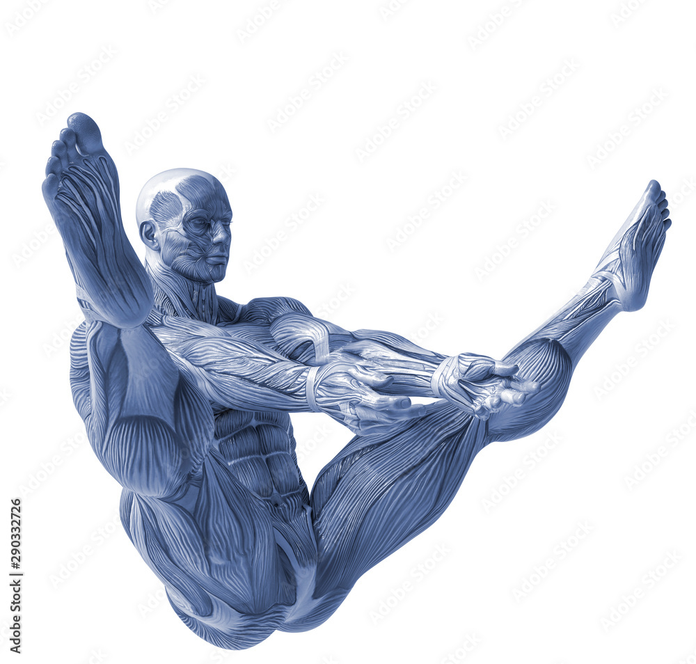 muscle man anatomy in an white background Stock Illustration | Adobe Stock